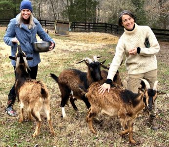 Miniature Goat Breeds: What Exactly Makes a Goat Miniature? - Goat Journal